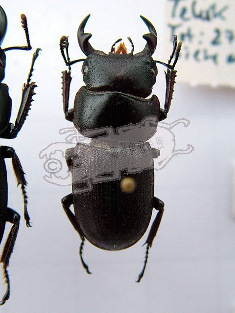 Genus Dorcus - the online insect museum